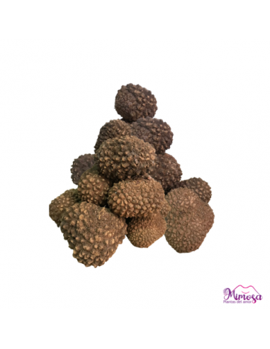 Sanagua (Manicaria saccifera) Fruta Fresca